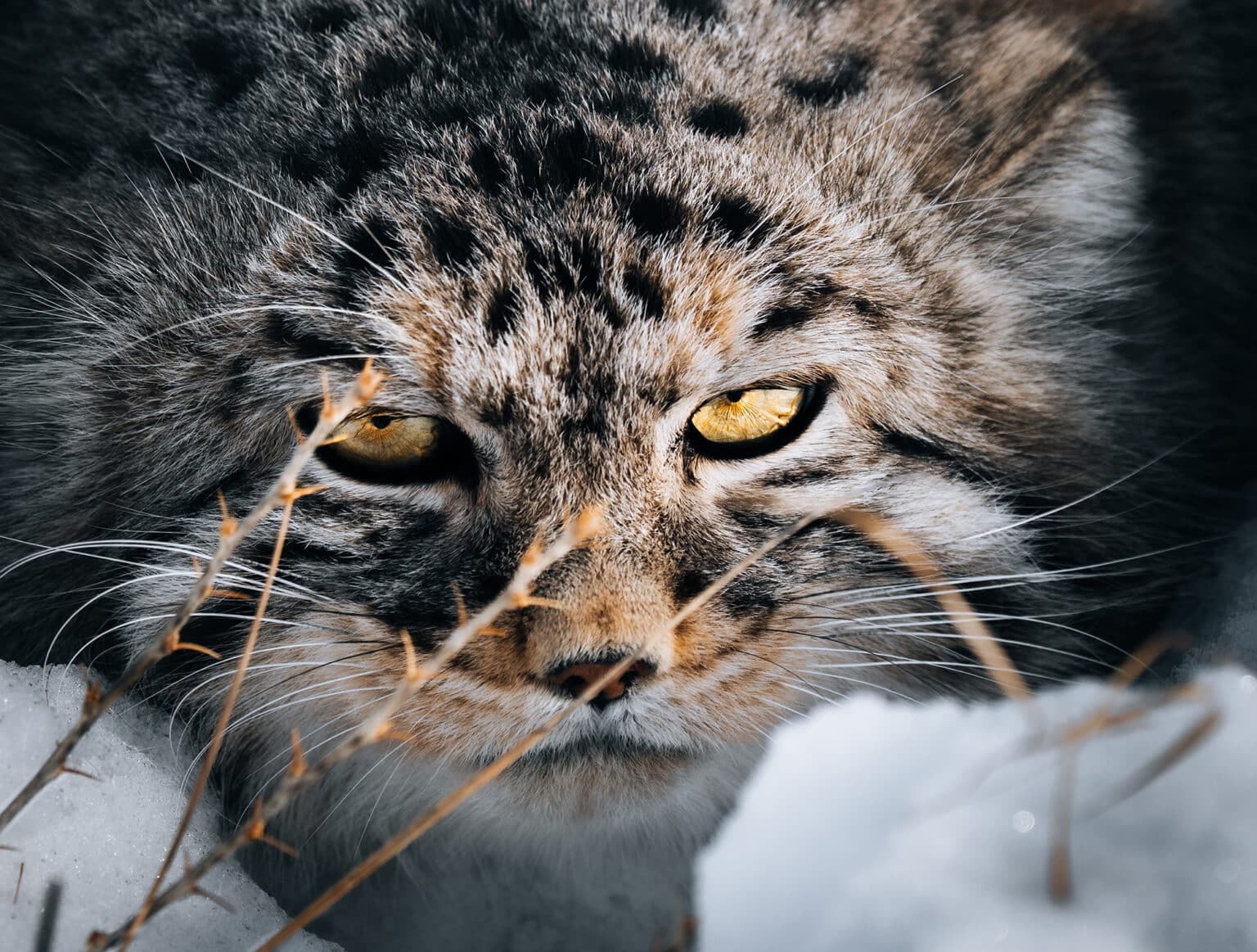 Pallas’s Cat Photography Journey in Mongolia - Meanwhile in Mongolia